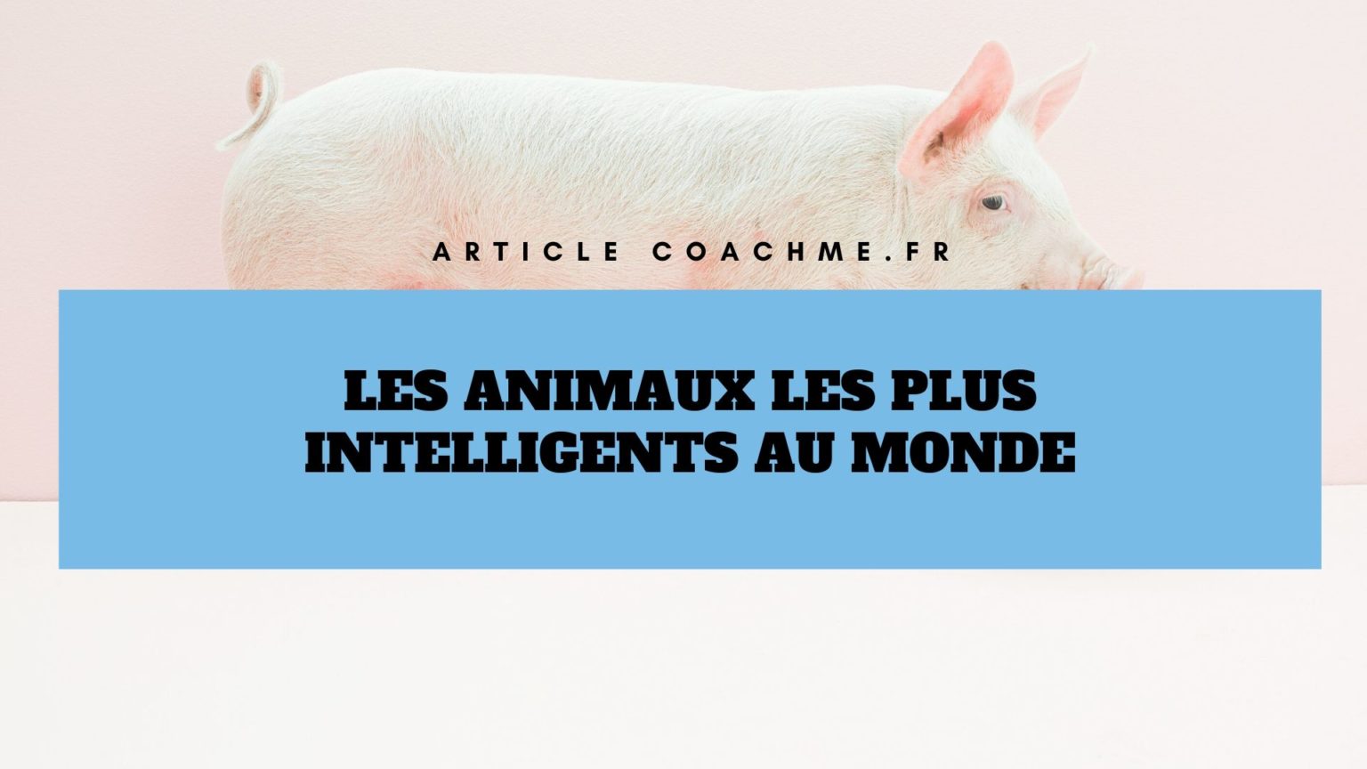 Top 12 des animaux les plus intelligents au monde