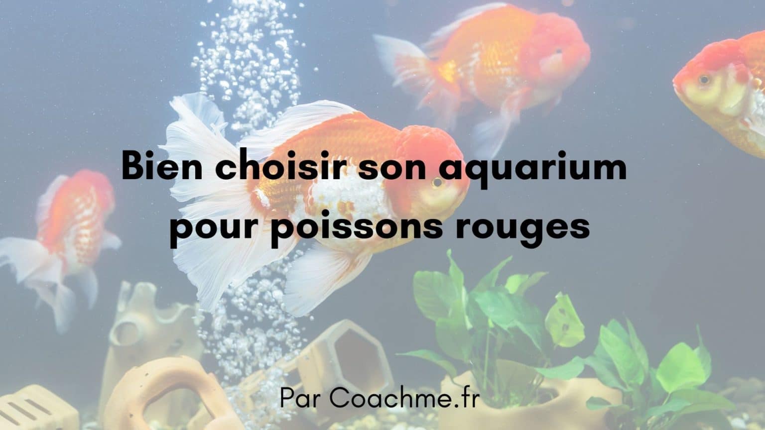 Comment bien choisir son aquarium à poisson rouge