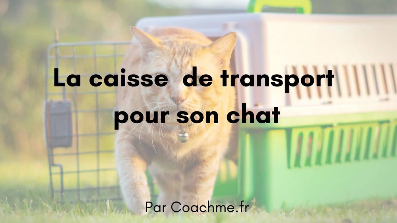Comment choisir sa caisse de transport pour chat