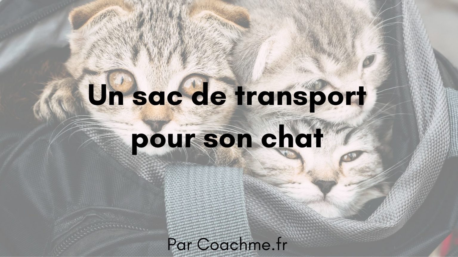Comment choisir le sac de transport pour son chat
